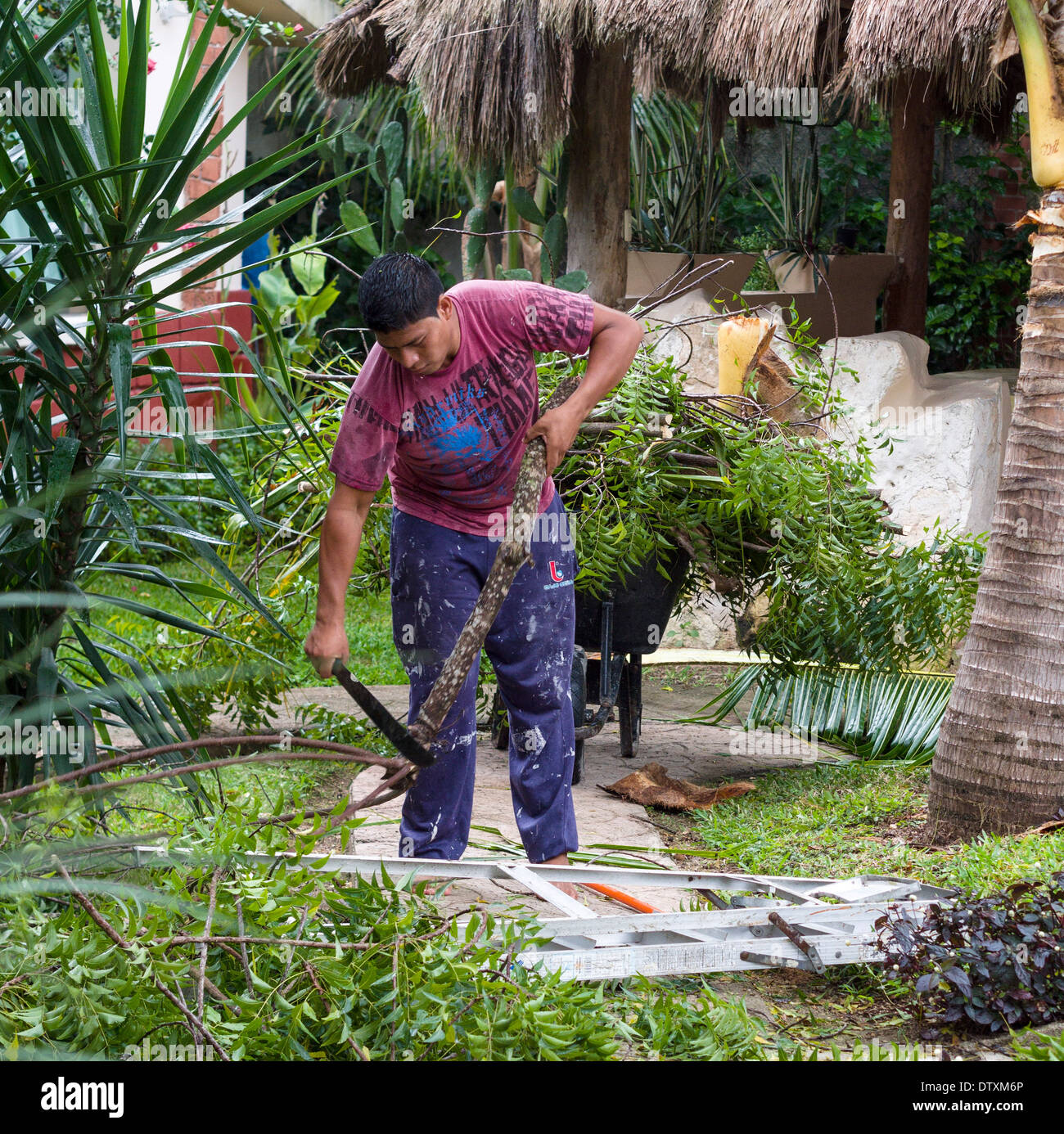 Beating back the Jungle. A barefooted gardener uses a machete to clean ...