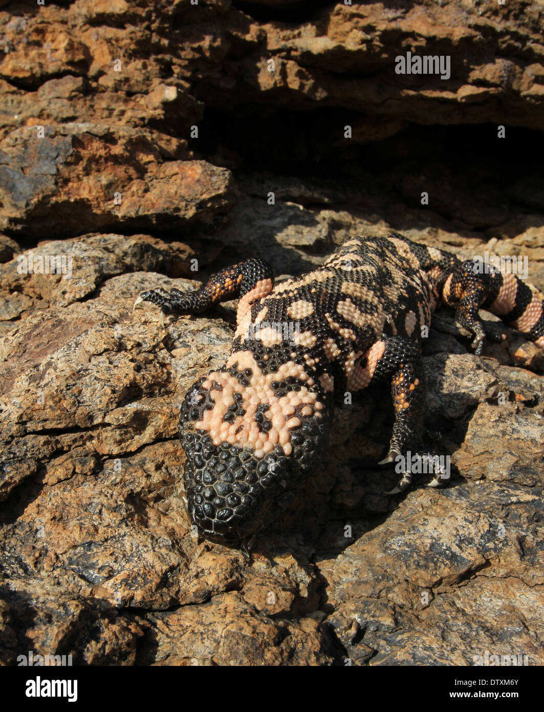 camouflaged Gila monster in sonoran desert Arizona Stock Photo - Alamy