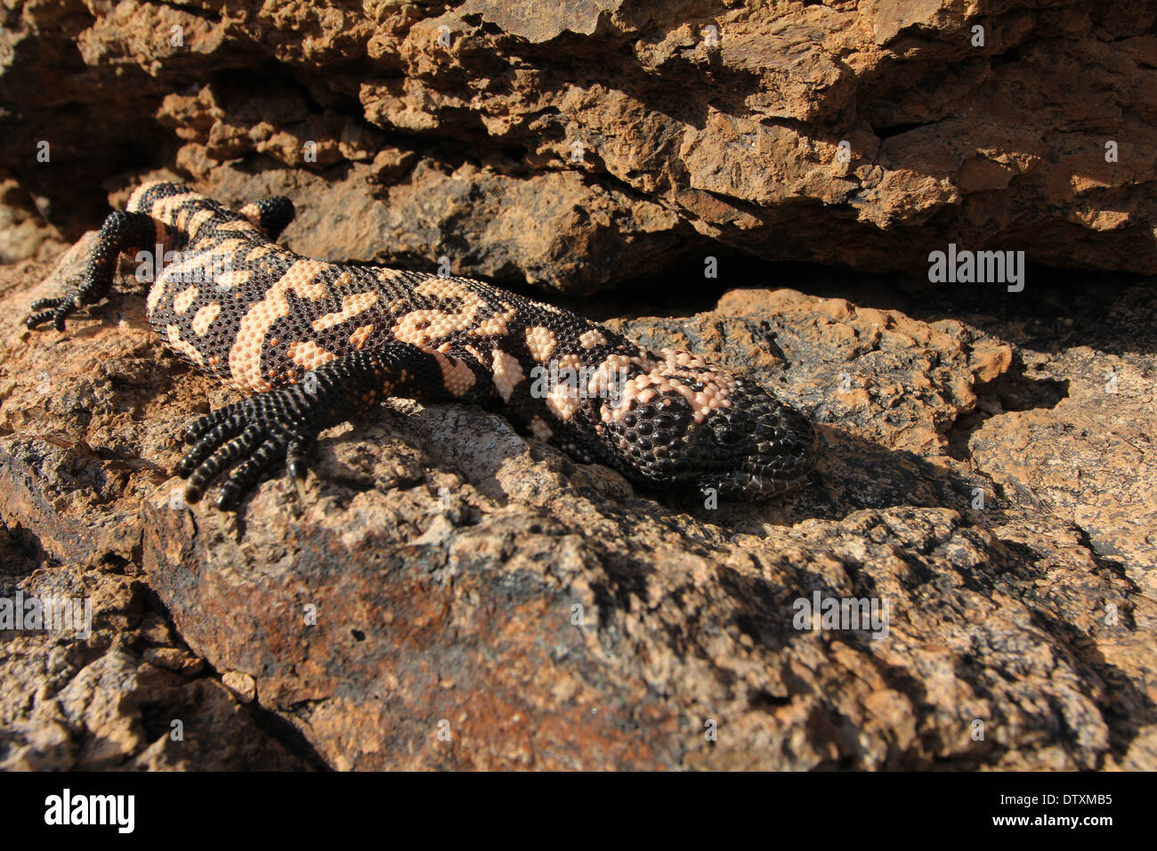 camouflaged Gila monster in sonoran desert Arizona Stock Photo - Alamy