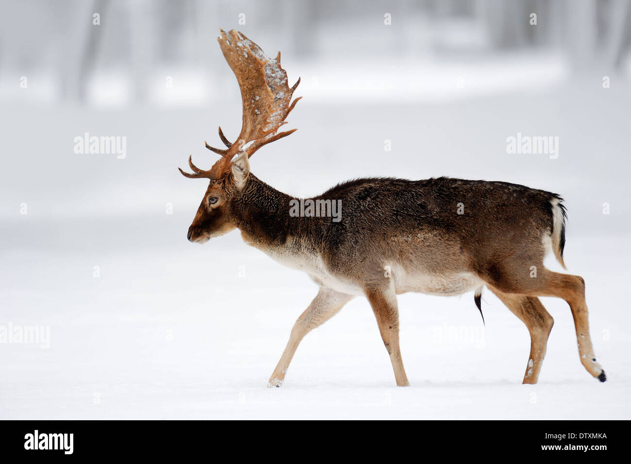 Deer fallow animal side view hi-res stock photography and images - Alamy
