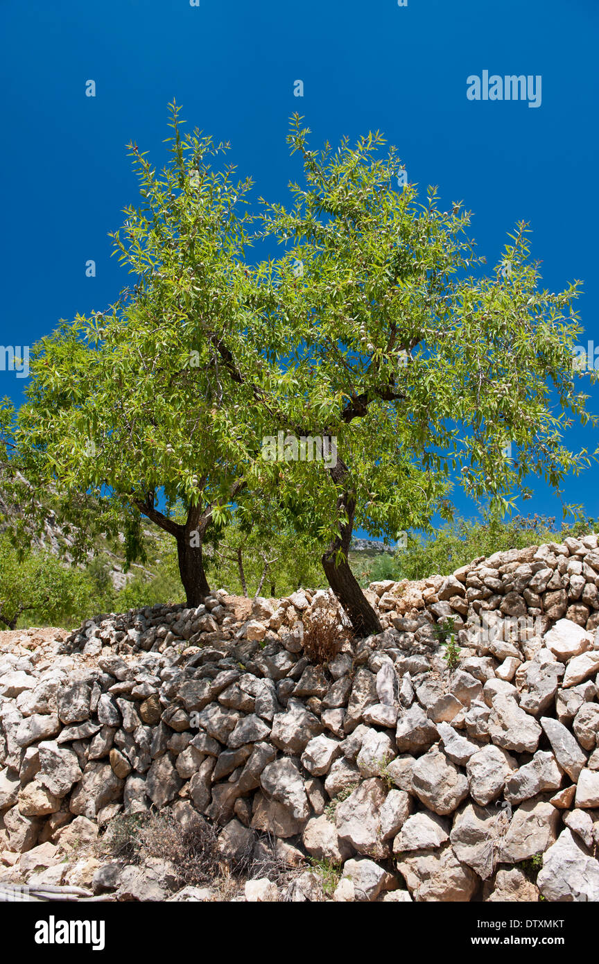 Almond orchard hi-res stock photography and images - Alamy
