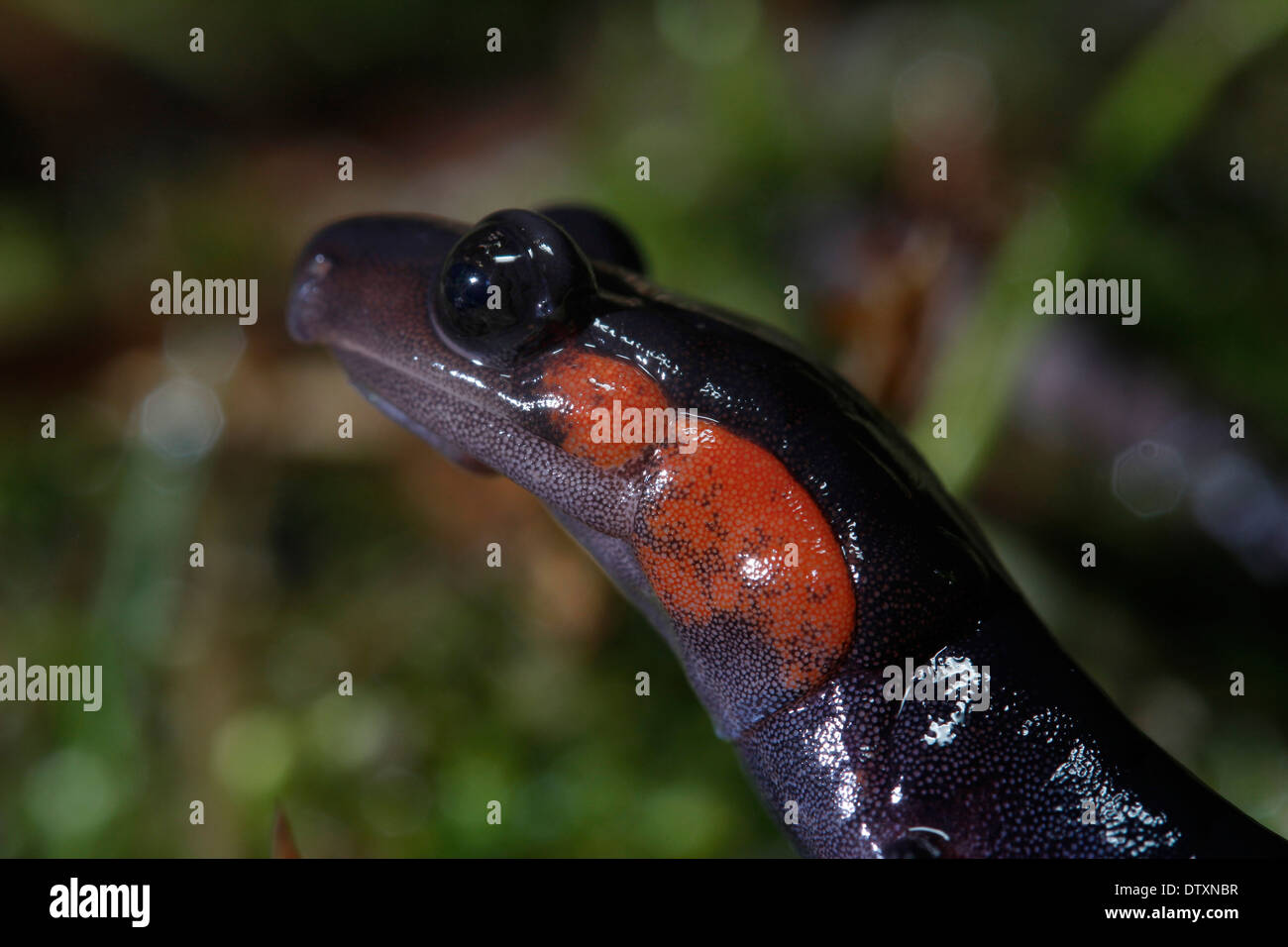 Jordans park hi-res stock photography and images - Alamy