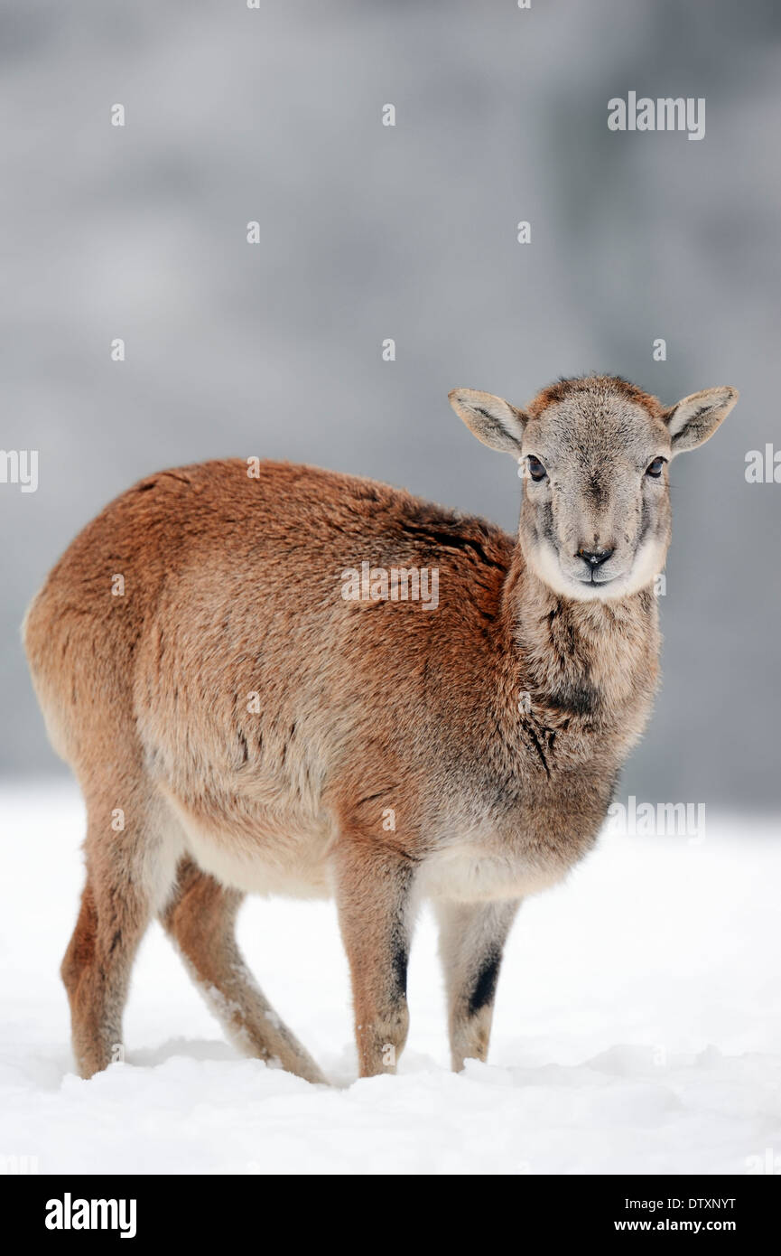 Mouflon standing hi-res stock photography and images - Alamy