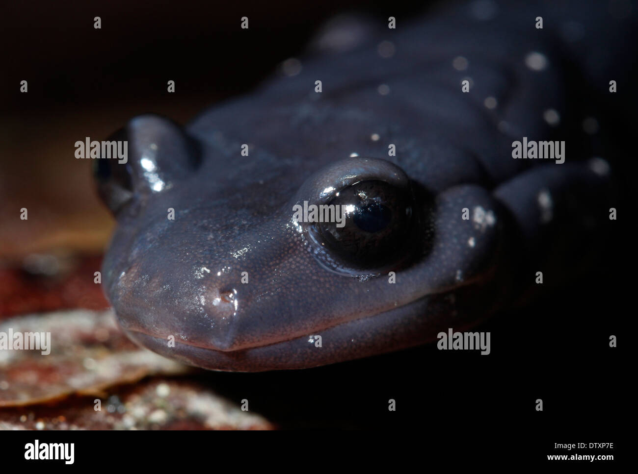 Southern Appalachian Salamander Smokey Mountains Tennessee Stock Photo ...