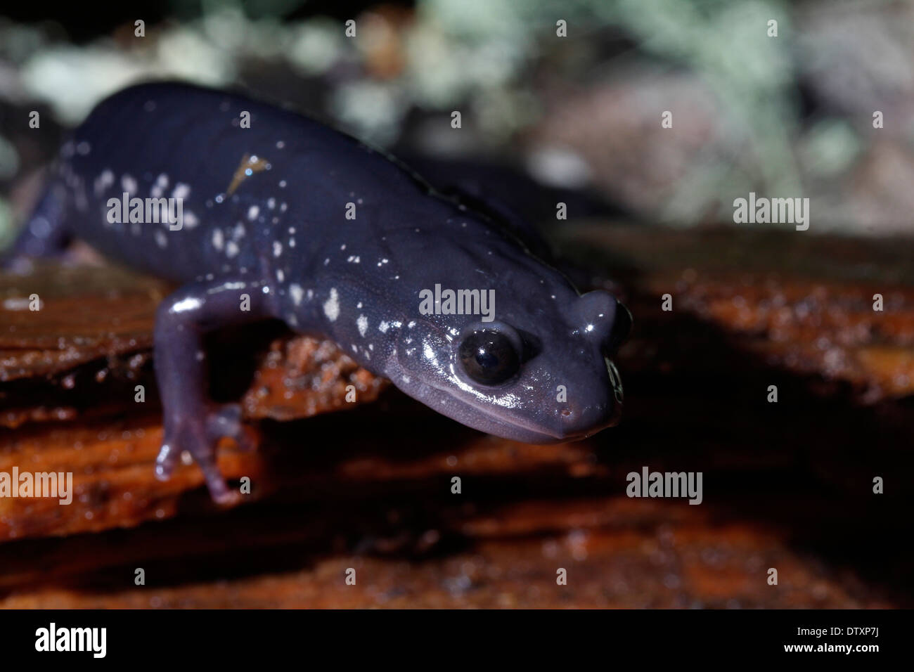 Southern Appalachian Salamander Smokey Mountains Tennessee Stock Photo ...