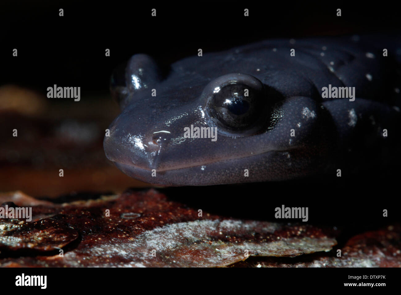 Southern appalachian salamander hi-res stock photography and images - Alamy