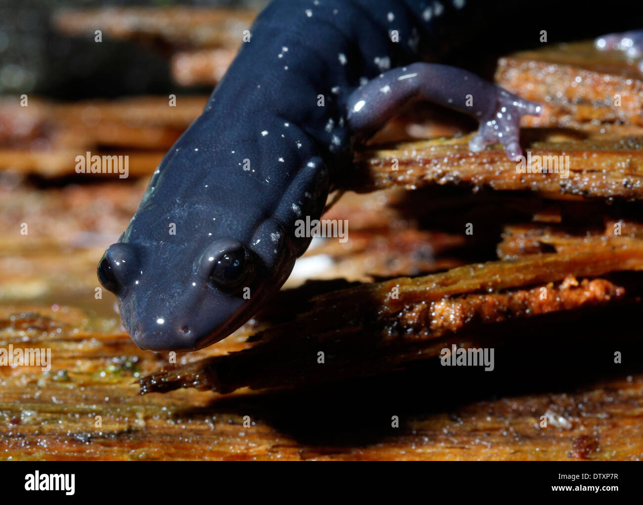 Southern Appalachian Salamander Smokey Mountains Tennessee Stock Photo ...