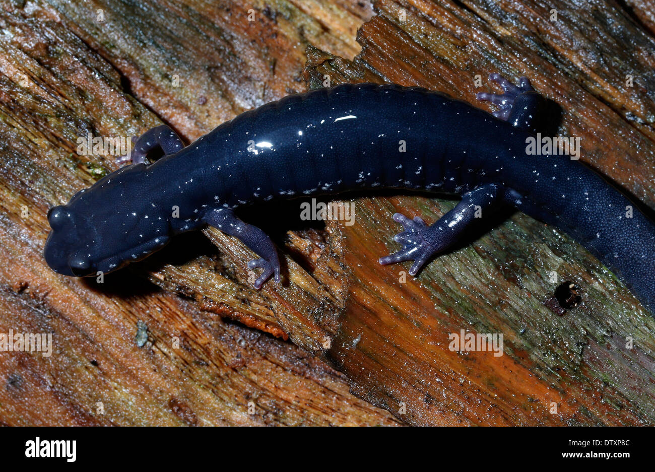 Southern Appalachian Salamander Smokey Mountains Tennessee Stock Photo ...