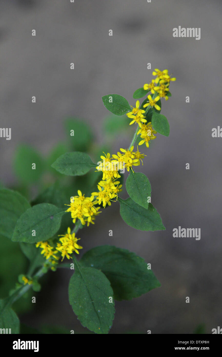 Cliff goldenrod hi-res stock photography and images - Alamy
