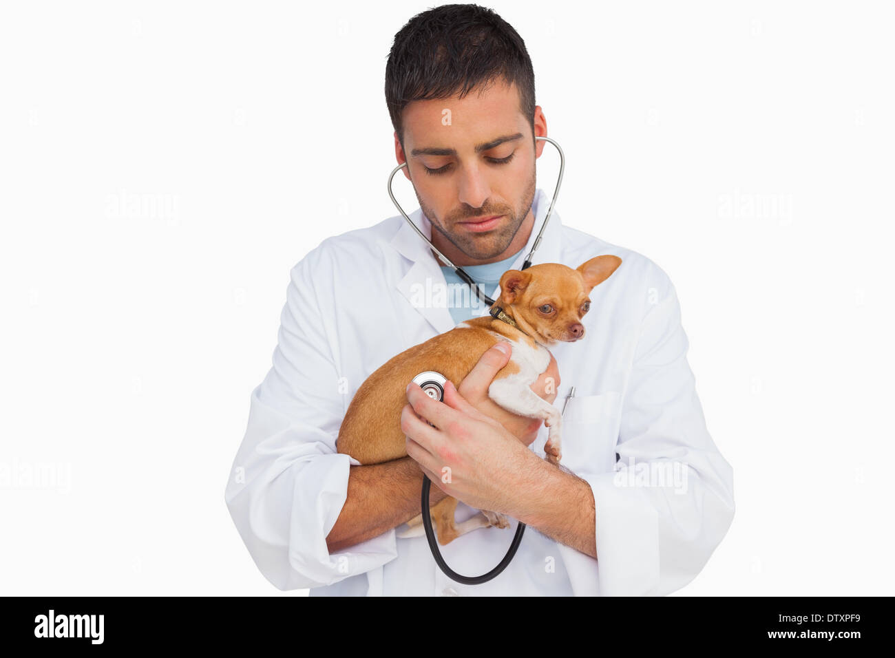 Checking dog hi-res stock photography and images - Alamy