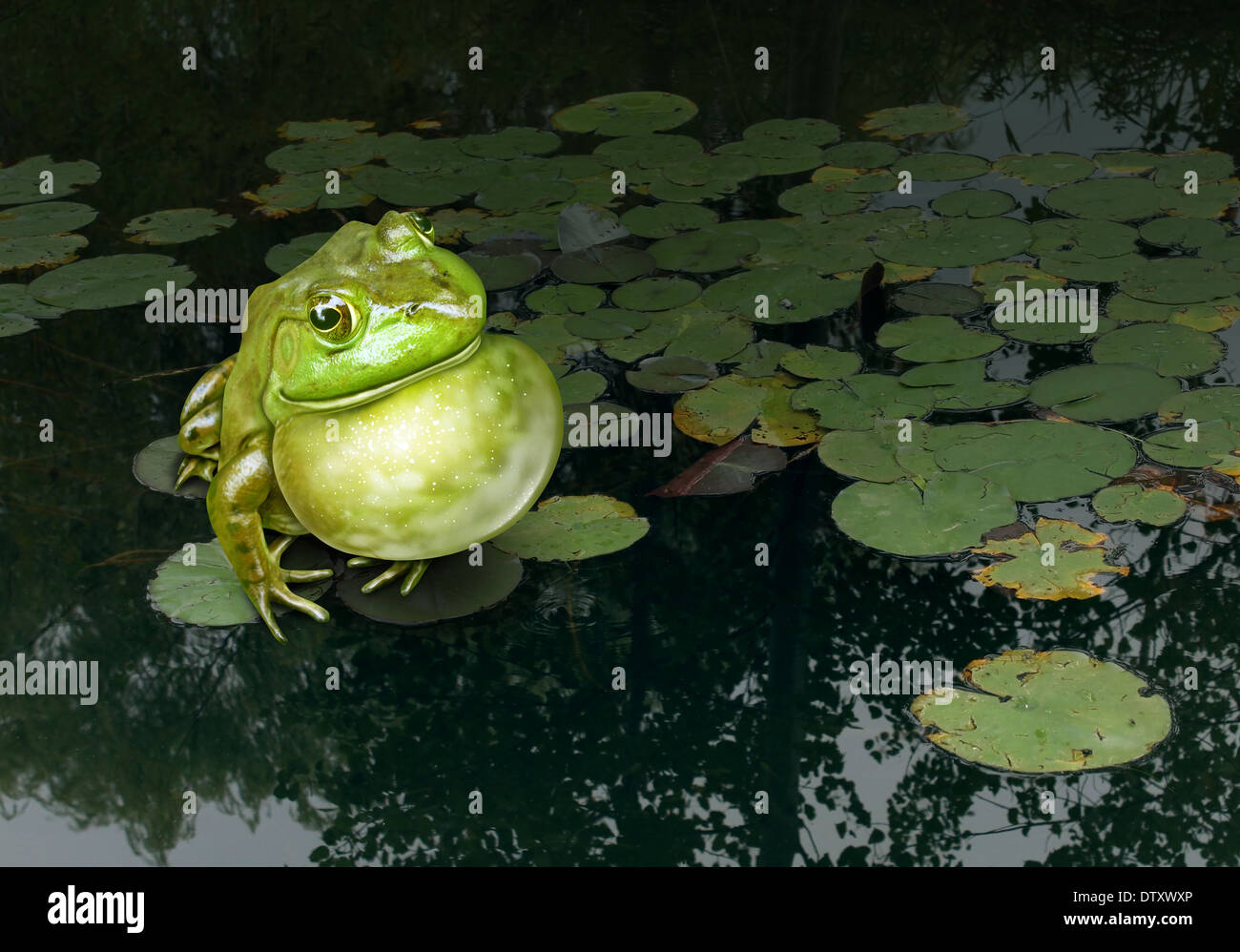 Communication skills concept as a green frog making sounds with its ...