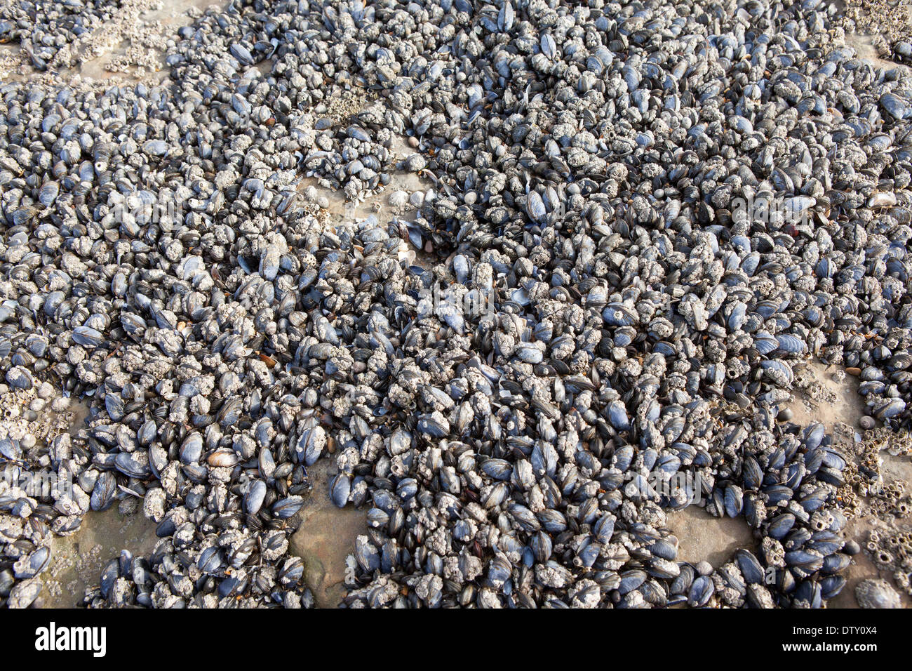 at the sea you find mussel bed Stock Photo - Alamy