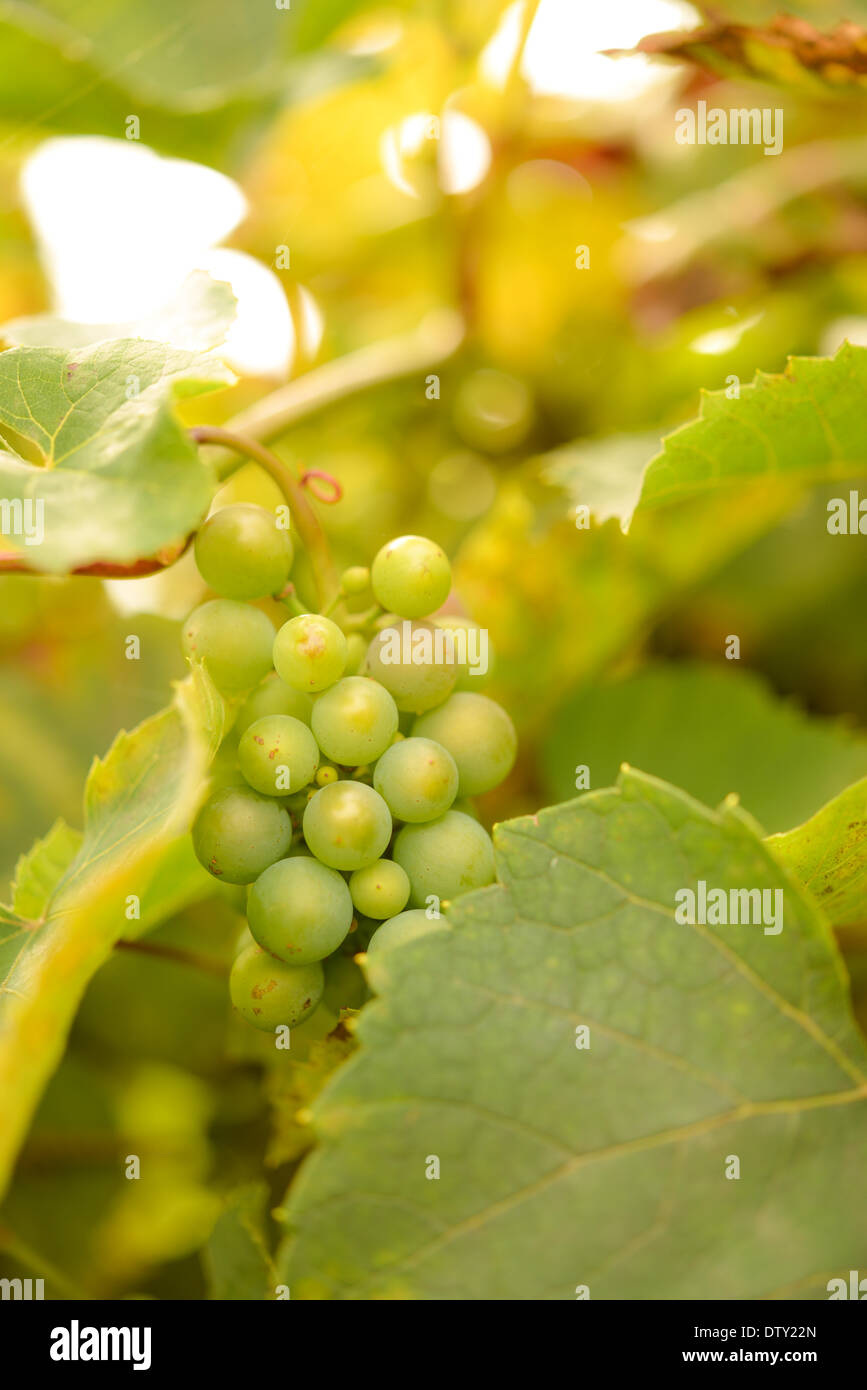 bunch of grapes Stock Photo - Alamy