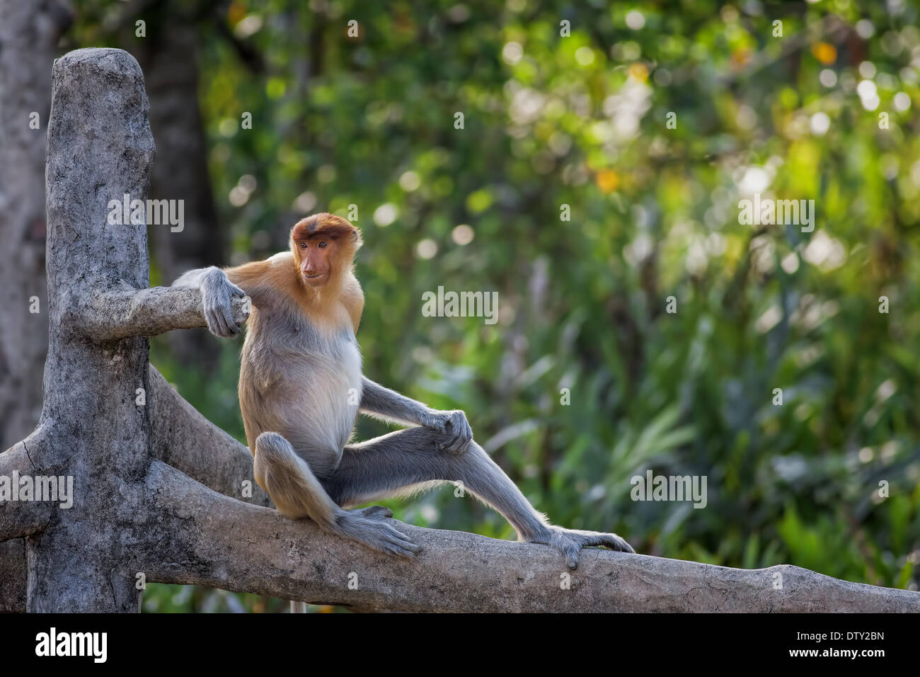 Proboscis nose hi-res stock photography and images - Alamy