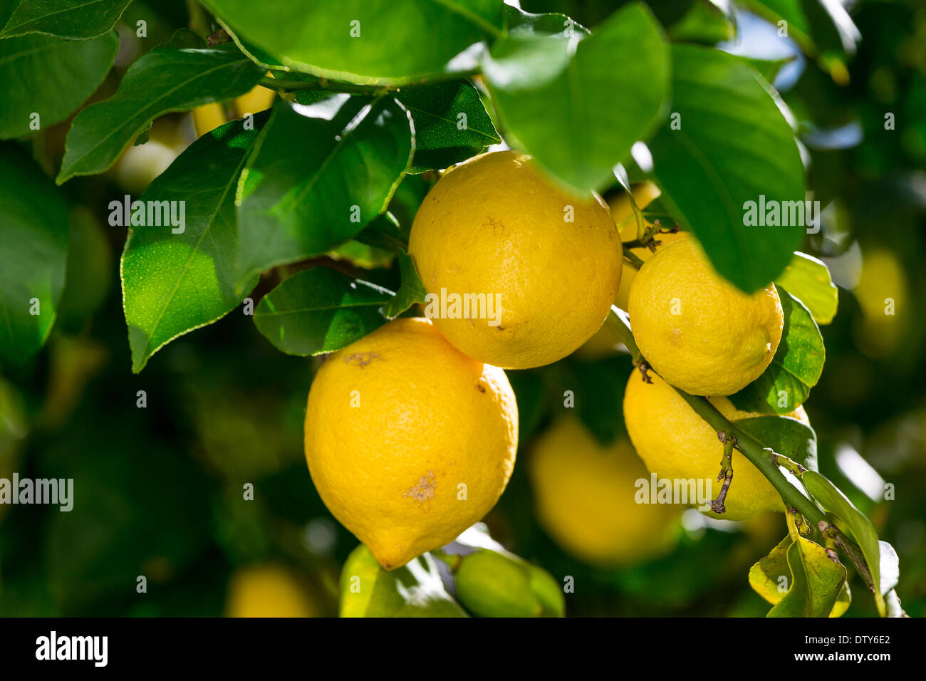 Lemon tree beautiful lemons hi-res stock photography and images - Alamy