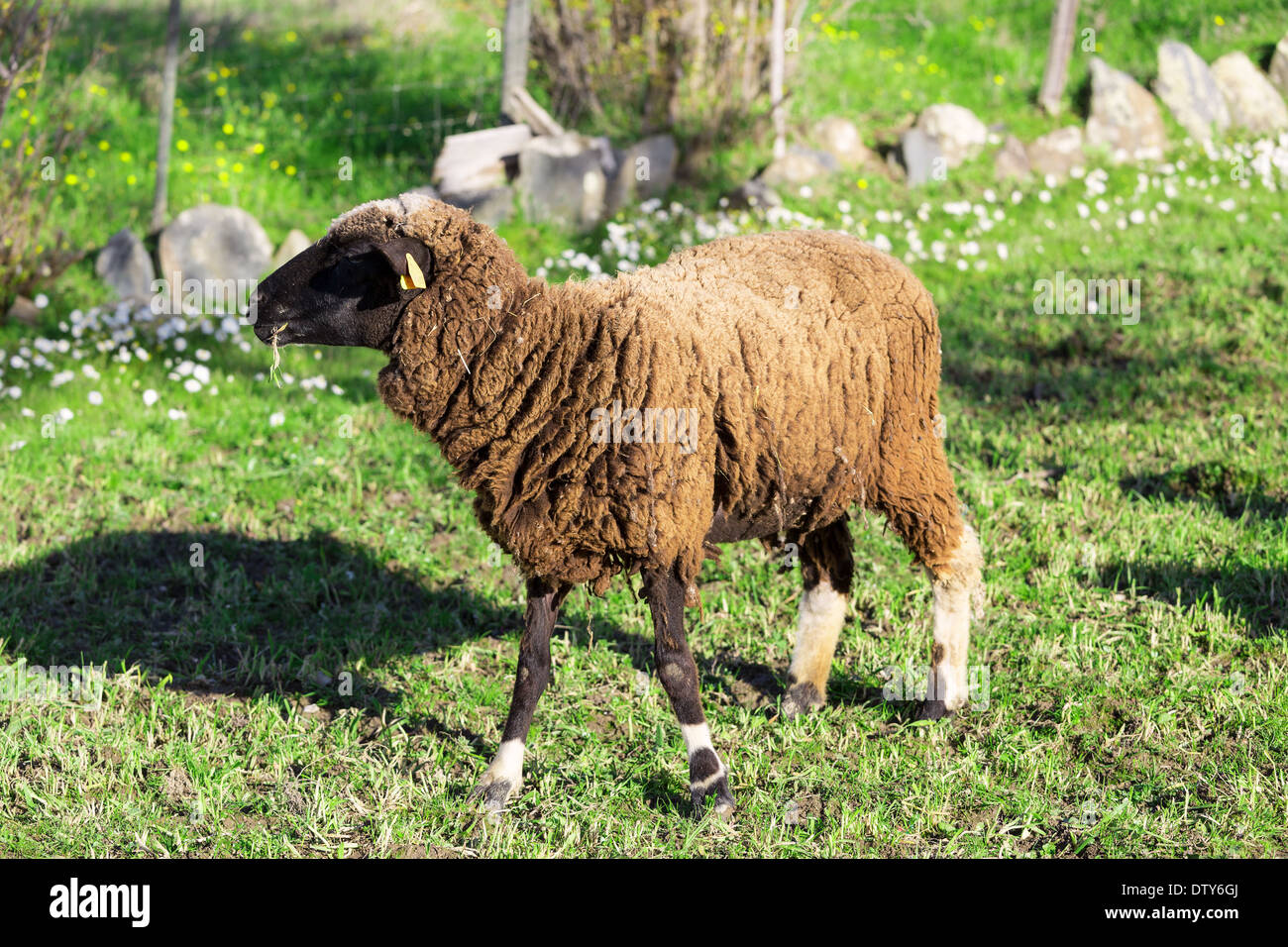 Woolly sheep hi-res stock photography and images - Alamy