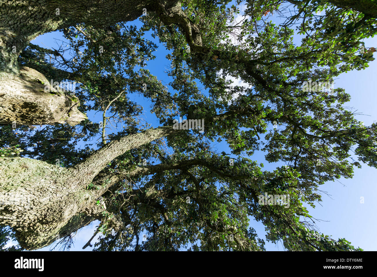 Oak Tree on Blue Sky background, shoot up Stock Photo - Alamy