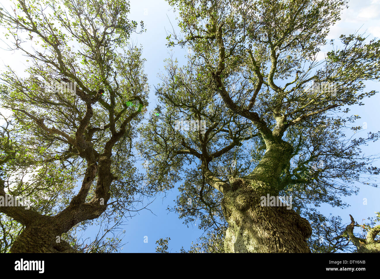 Oak Tree on Blue Sky background, shoot up Stock Photo - Alamy