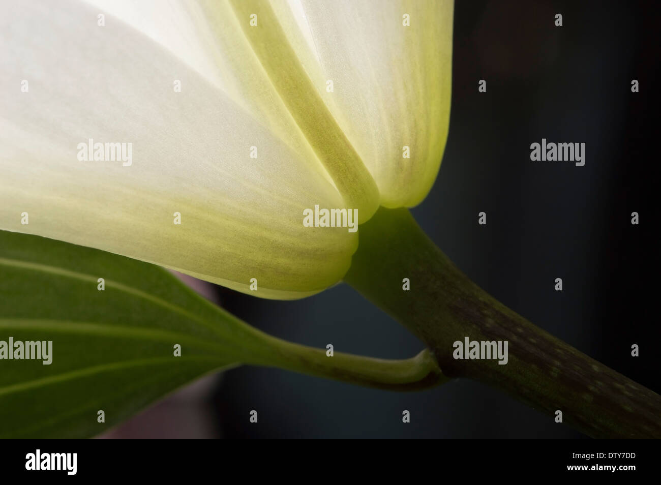 Lily stem hi-res stock photography and images - Alamy