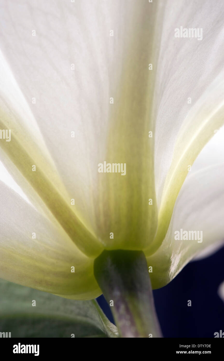 LILY STEM IN CLOSE UP ABSTRACT Stock Photo - Alamy
