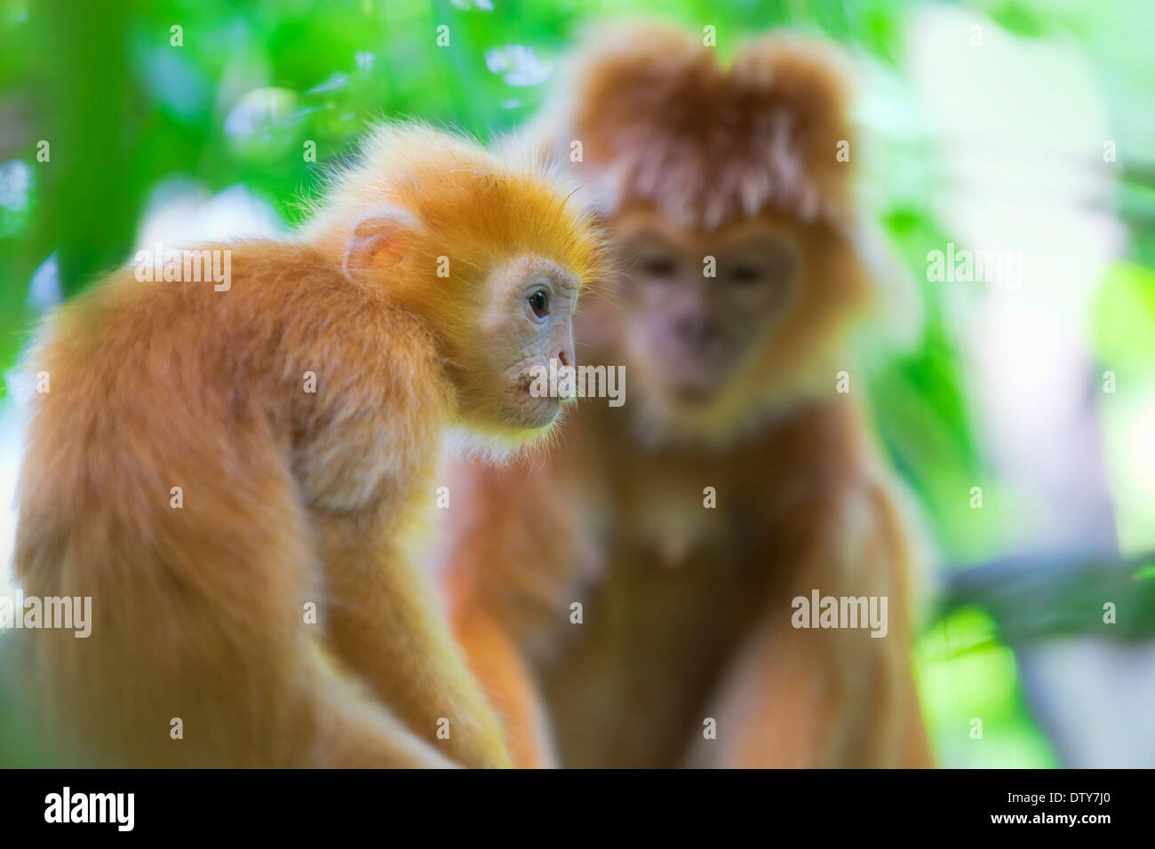 Tree golden monkey family hi-res stock photography and images - Alamy