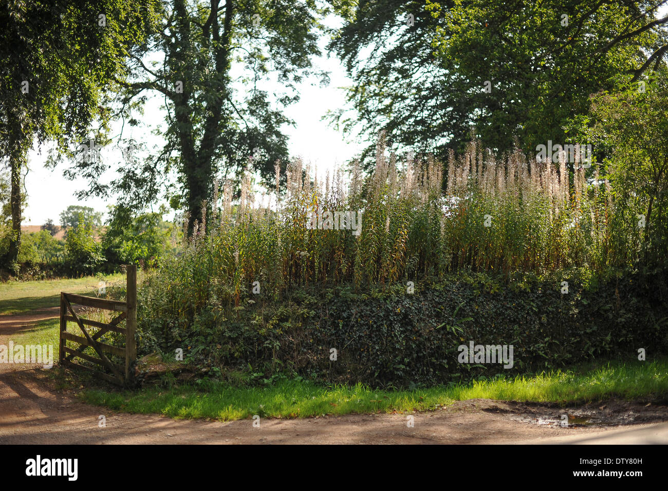 Stone wall paddock in hi-res stock photography and images - Alamy