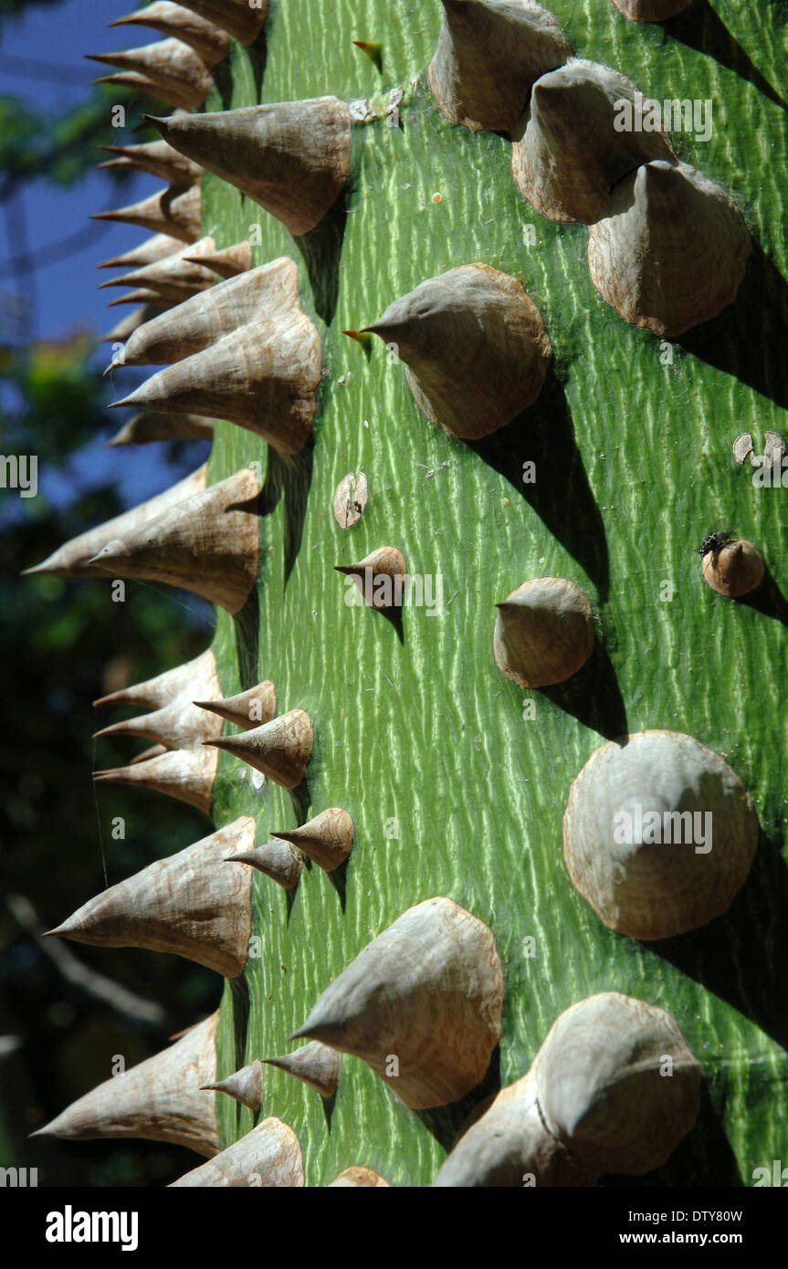 Silk floss tree (Chorisia speciosa), The Alamillo Park, Seville, Region ...