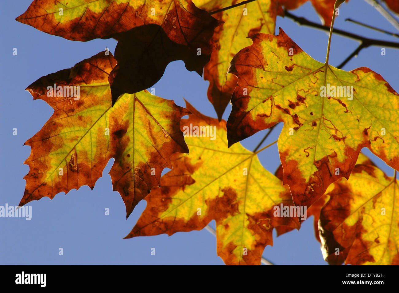 Alamillo park sevilla hi-res stock photography and images - Alamy