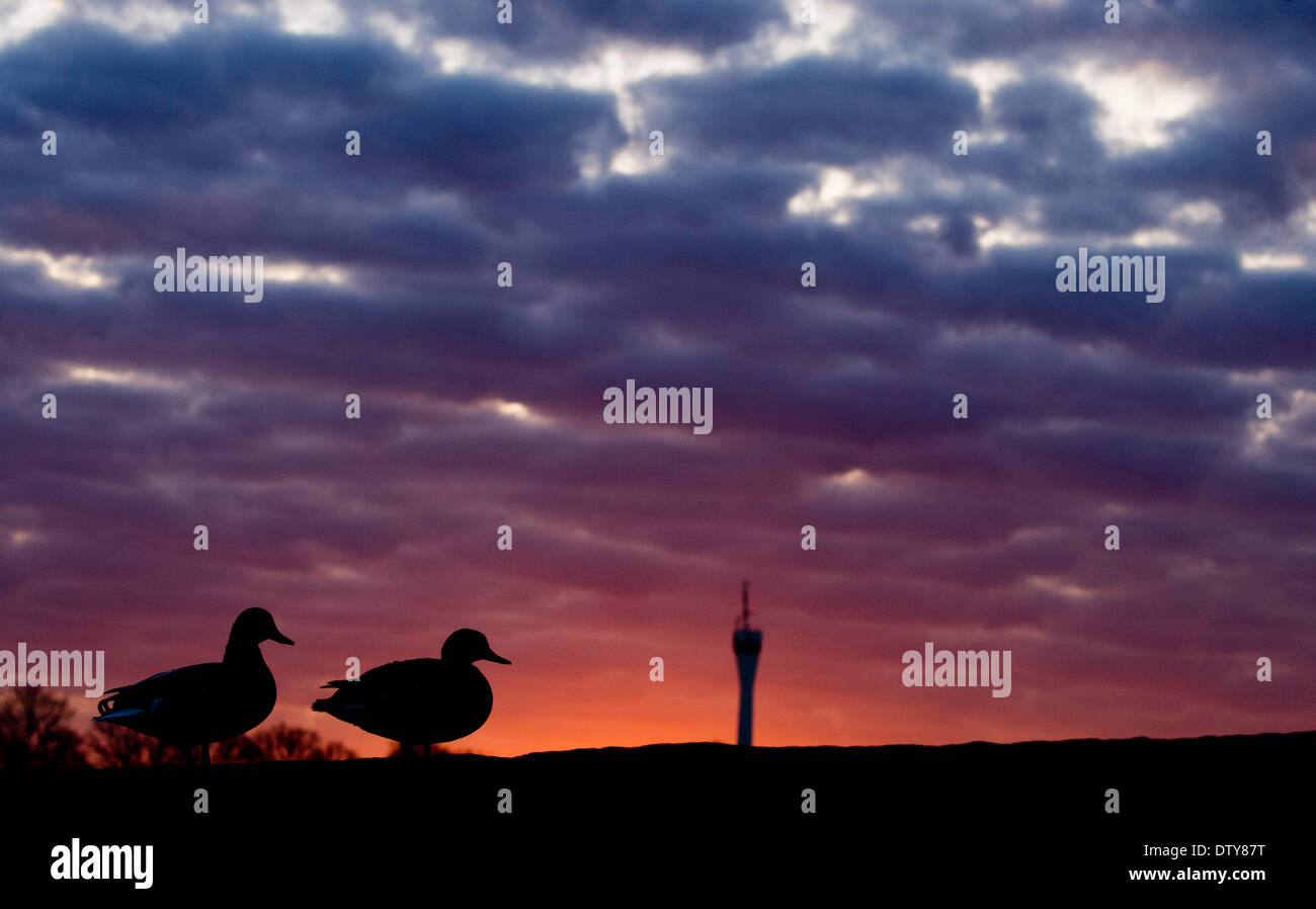 The silhouettes of two ducks stand out against the red sky during ...
