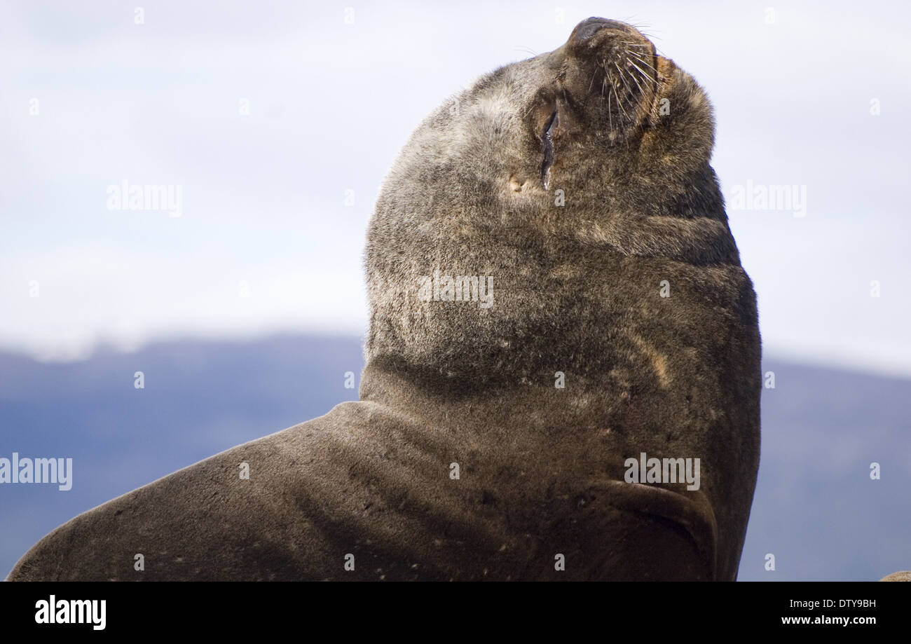 Sea wolf, Ushuaia, Tierra del Fuego island, Argentine Stock Photo - Alamy