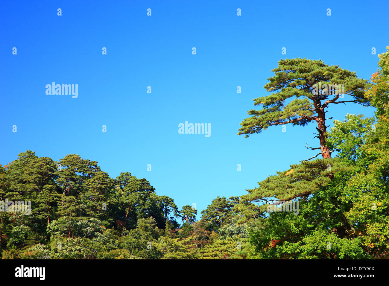 Trees and sky Stock Photo - Alamy
