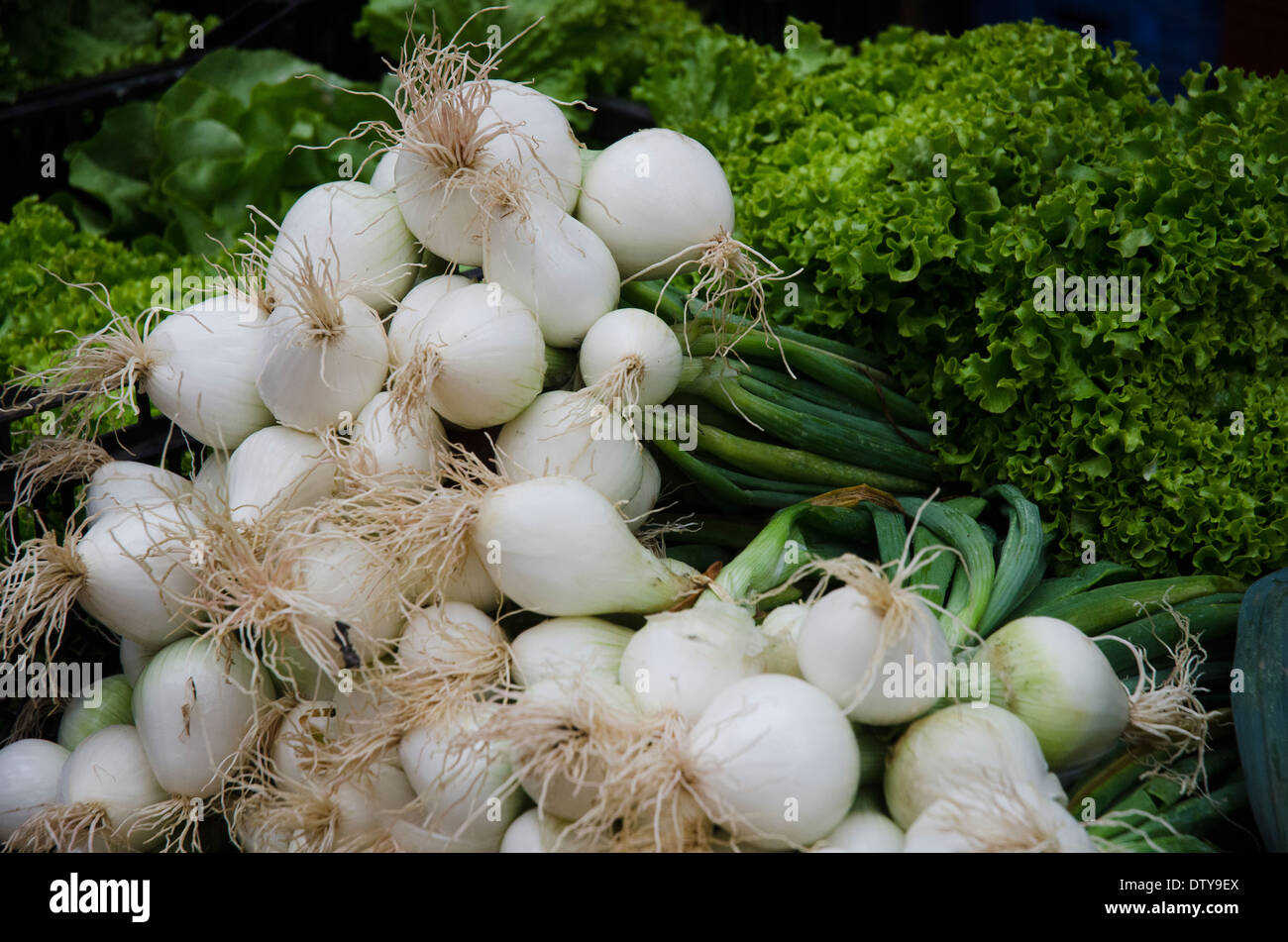 Scallions spring onions hi-res stock photography and images - Alamy