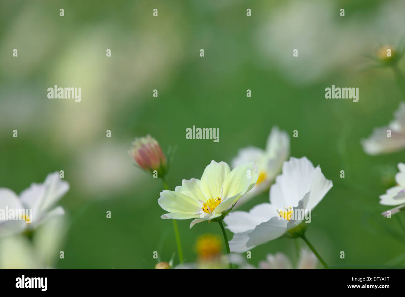 Soft focus beautiful cosmos hi-res stock photography and images - Alamy