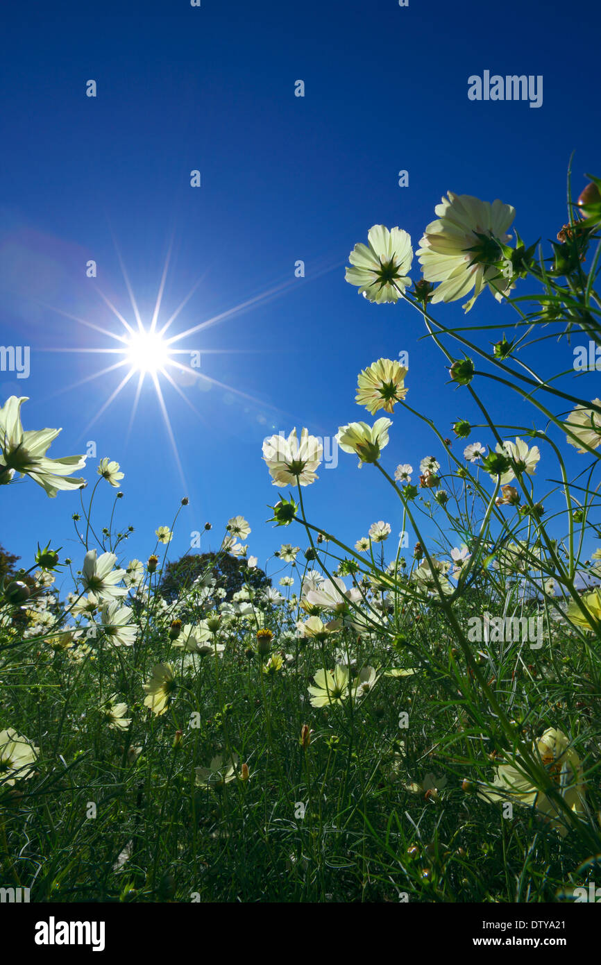 Cosmos yellow cosmos japan hi-res stock photography and images - Alamy