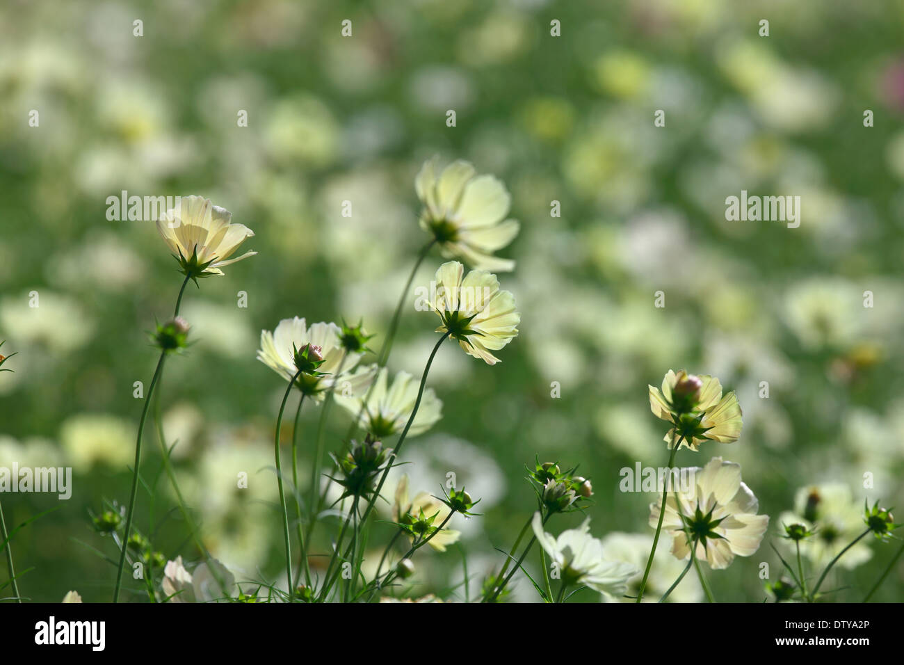 Cosmos yellow cosmos japan hi-res stock photography and images - Alamy