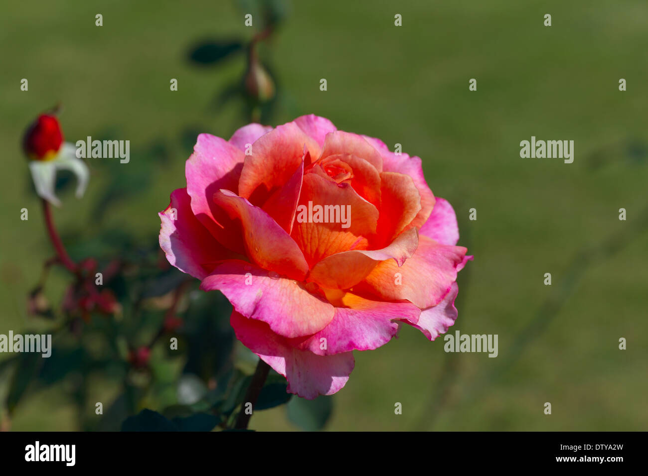 Albrecht durer rose hi-res stock photography and images - Alamy