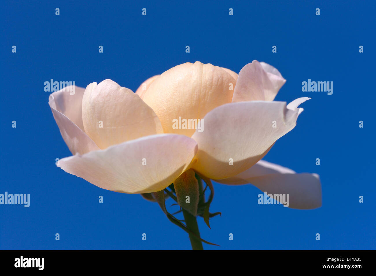 The shepherdess rose hi-res stock photography and images - Alamy