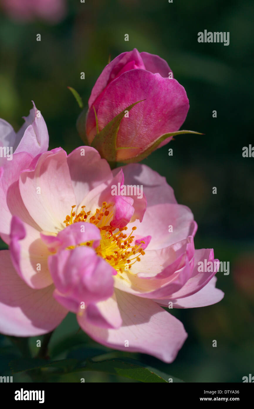 Scarborough fair rose hi-res stock photography and images - Alamy