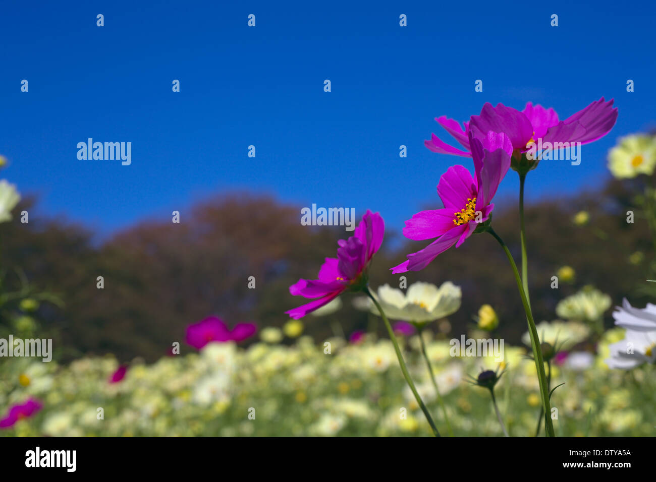 Cosmos yellow cosmos japan hi-res stock photography and images - Alamy