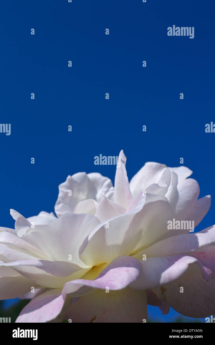 Pristine rose hi-res stock photography and images - Alamy