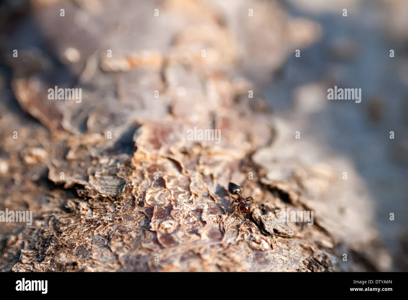 Hymenoptera tree ant hi-res stock photography and images - Alamy