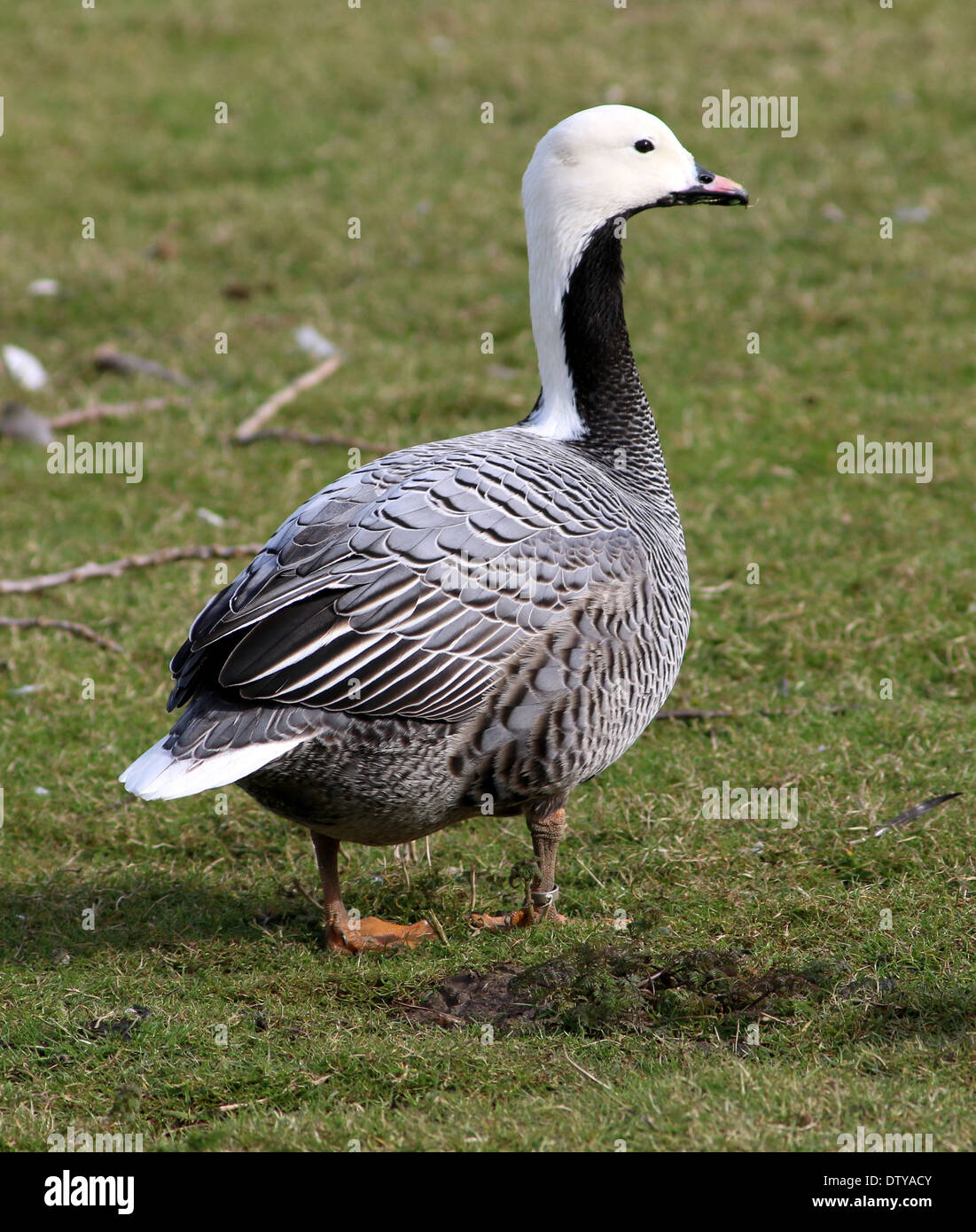 Emperor Goose Chen Canagica Stock Photos & Emperor Goose Chen Canagica ...