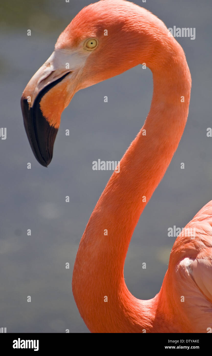 Pink flamingo hi-res stock photography and images - Alamy