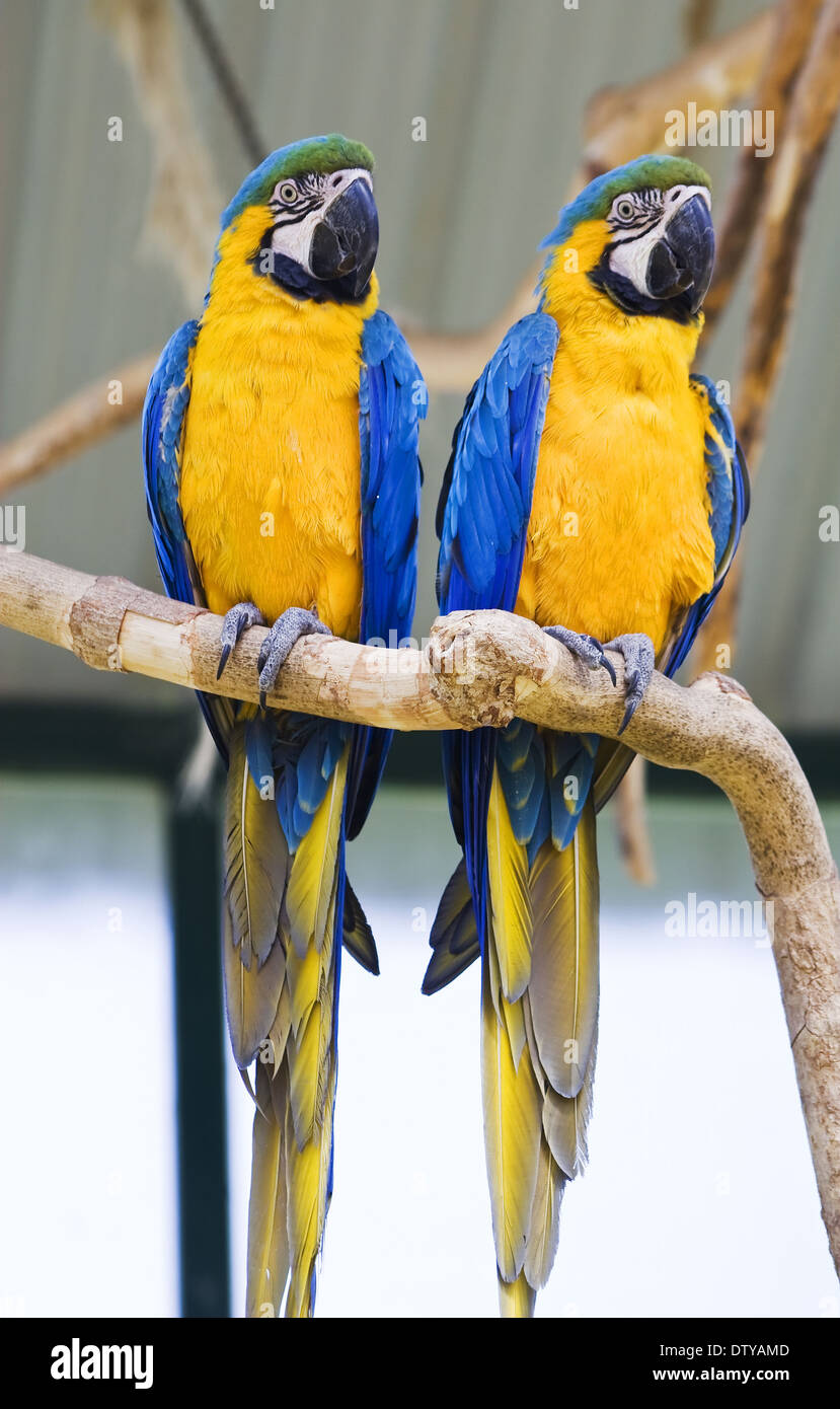 Parrot couple hi-res stock photography and images - Alamy