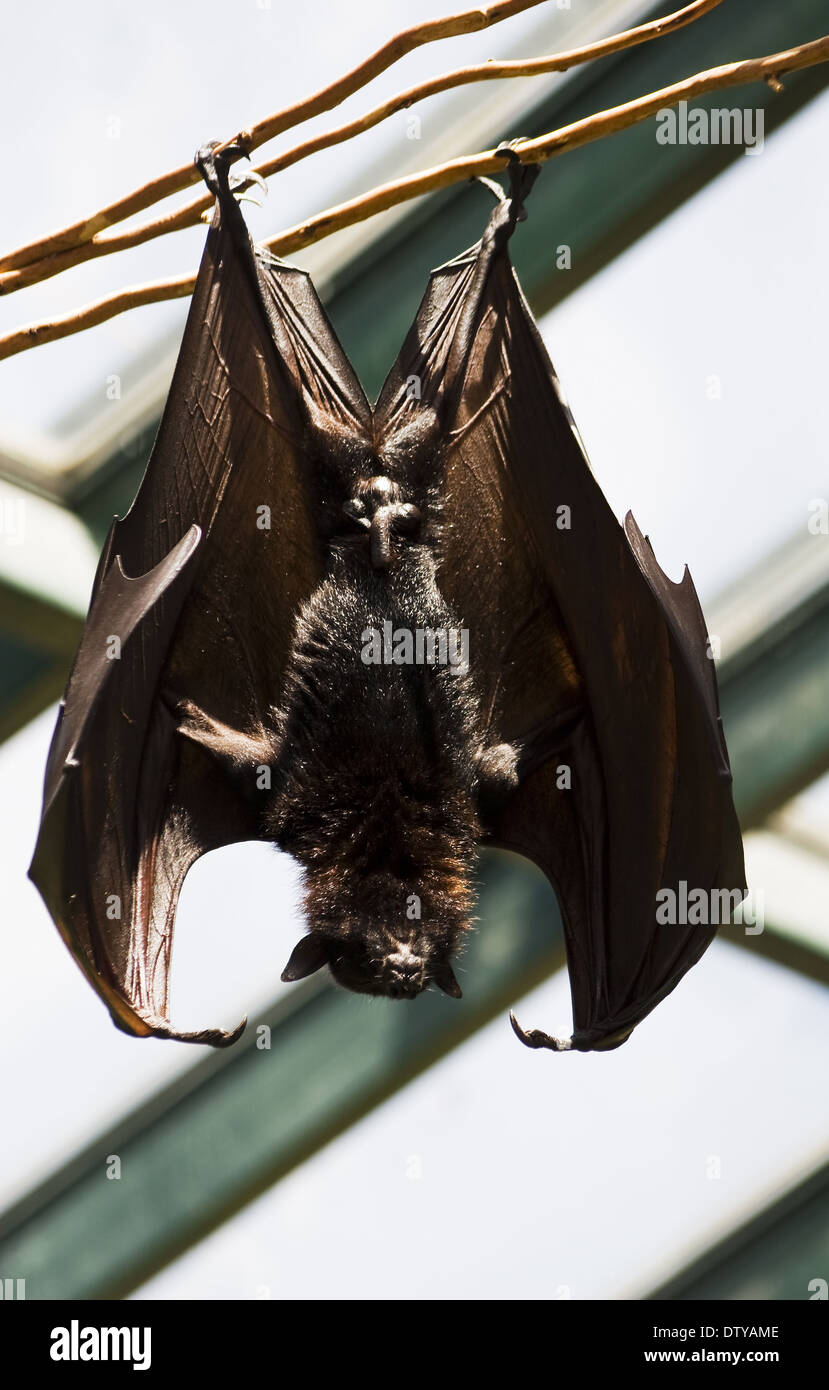 Bat bird hi-res stock photography and images - Alamy