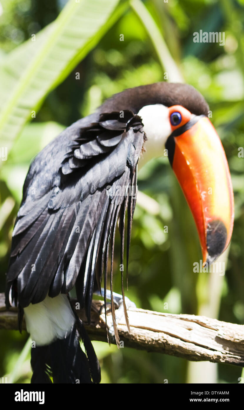 Toucan argentina hi-res stock photography and images - Alamy
