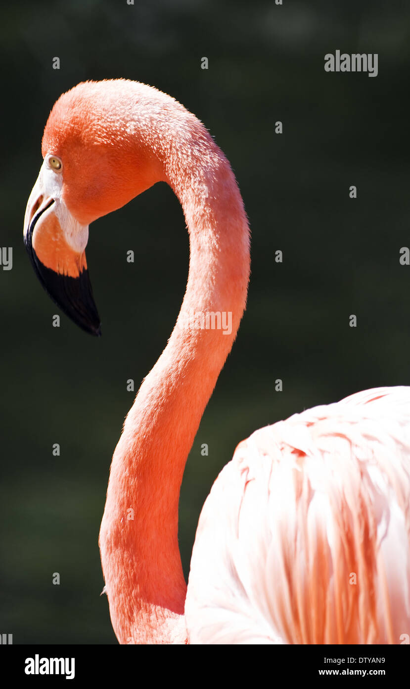 Pink flamingo hi-res stock photography and images - Alamy