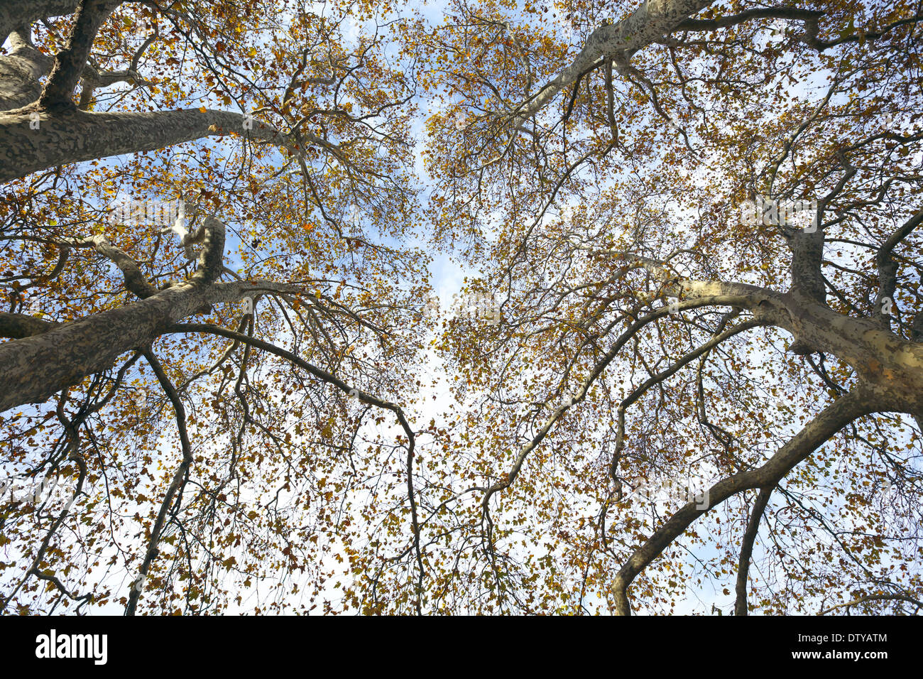 London planetree autumn leaf hi-res stock photography and images - Alamy