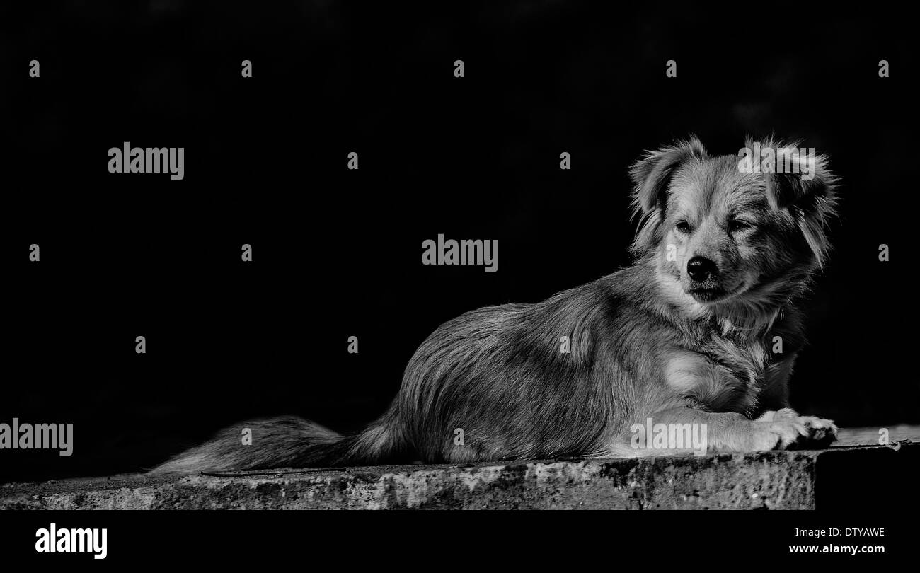 Canine on watch hi-res stock photography and images - Alamy