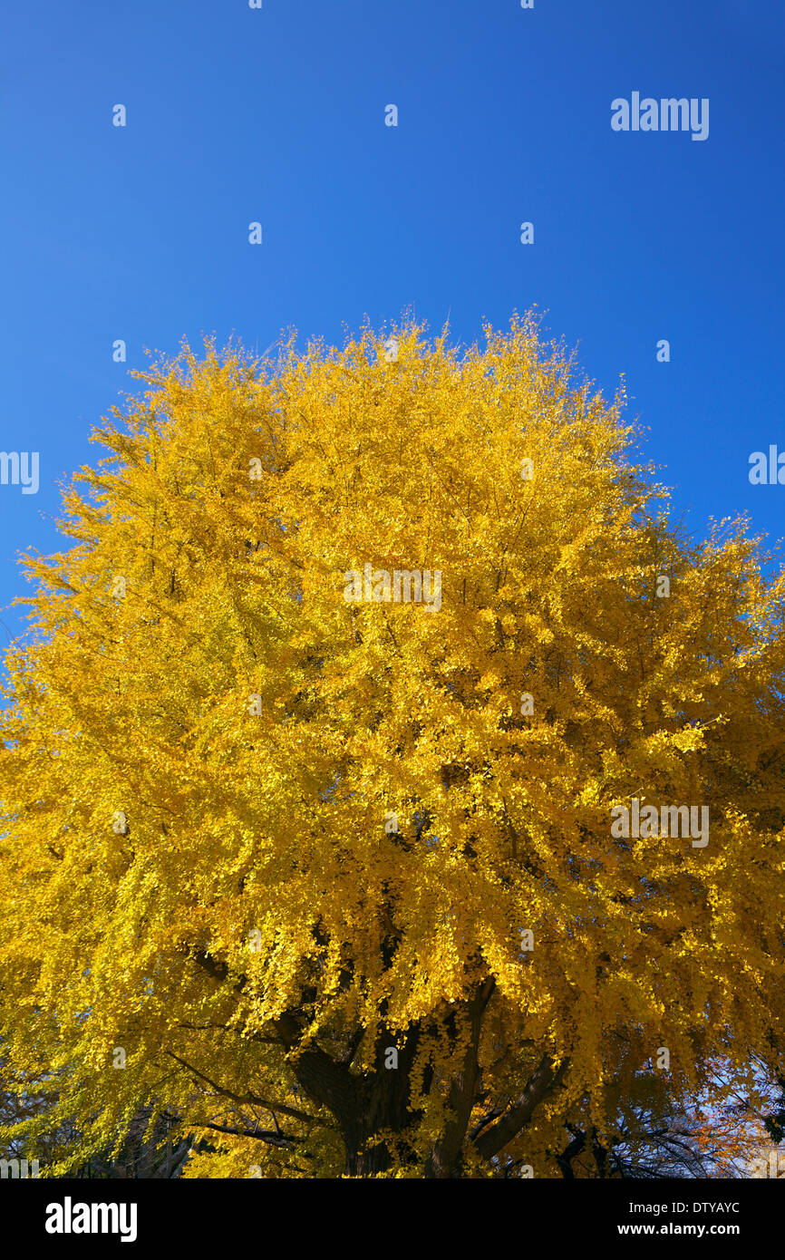 Ginkgo biloba tree winter hi-res stock photography and images - Alamy